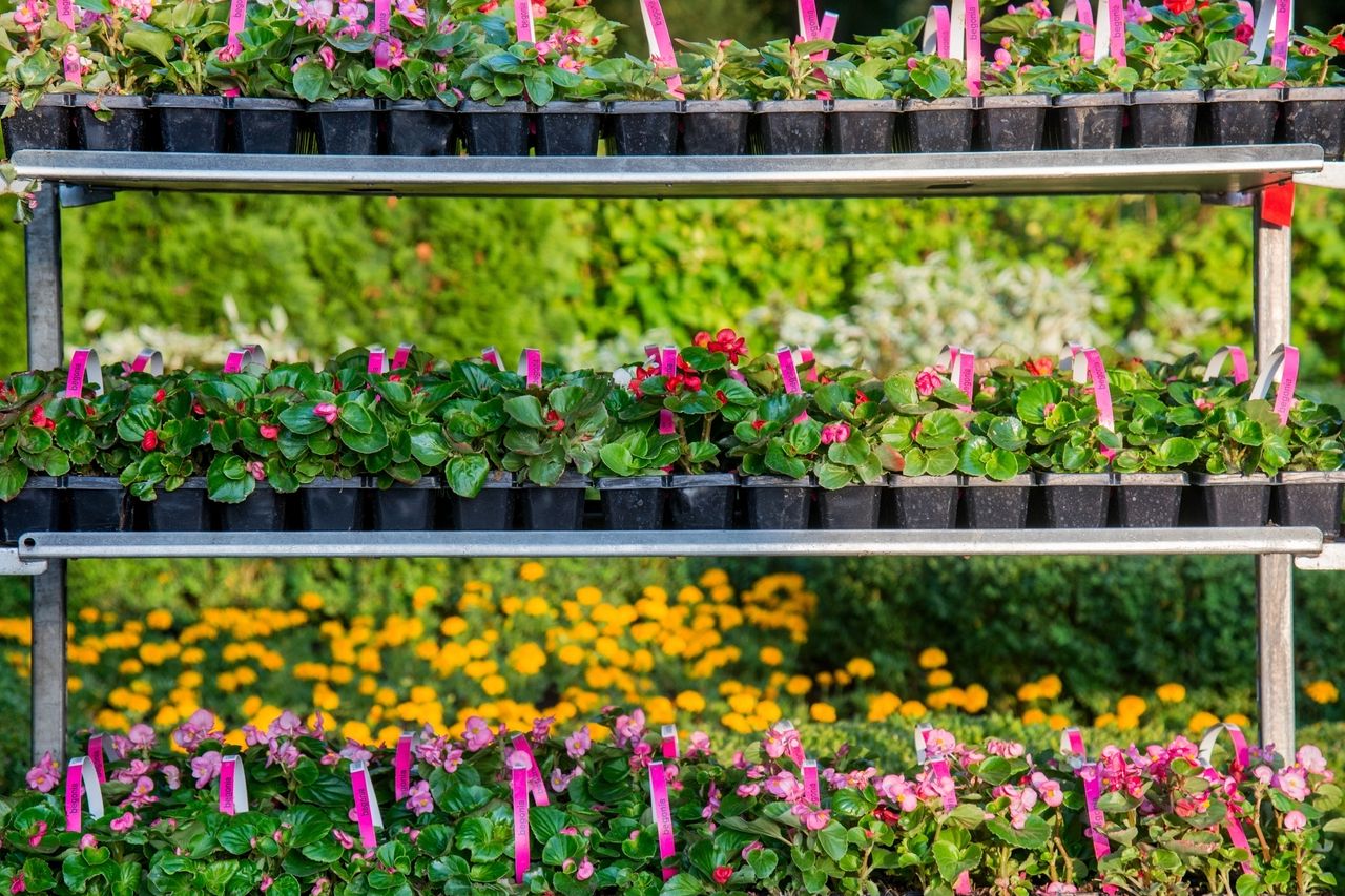 Diarmuid Gavin: Six standout plants that will add vibrancy to your ...