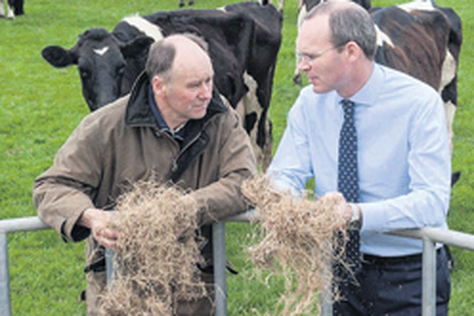 Diseased carcasses removed by truckload | Irish Independent