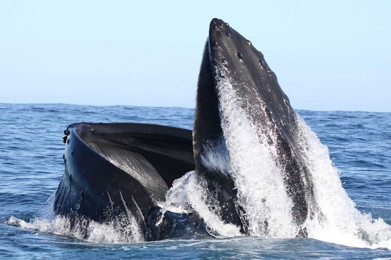 Return visitors: Humpback whales are making themselves at home in our ...