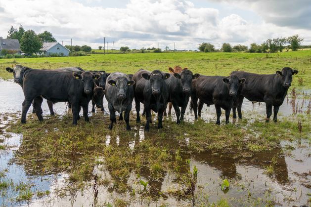 Heavy rain to make ground conditions very difficult for many farmers ...