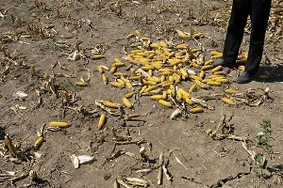 Balkans hit by extreme drought | Irish Independent