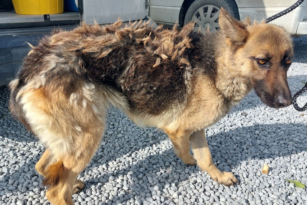 Tipperary man banned from owning dogs for 20 years | Irish Independent