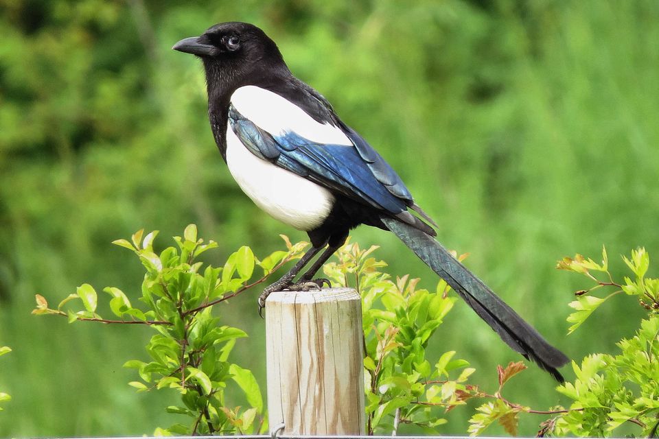 County Matters: Chattering magpies seeking redemption | Irish Independent