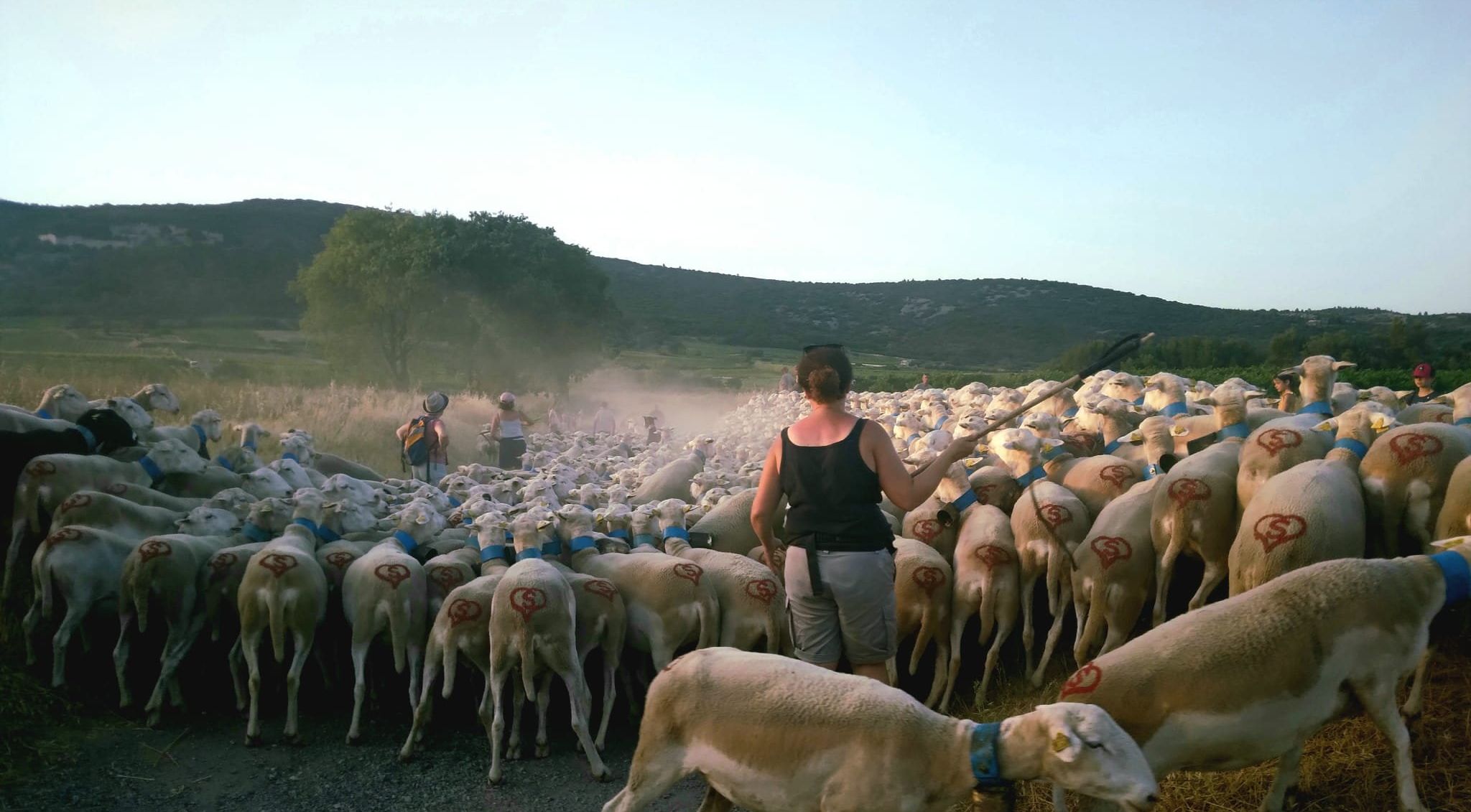 A familiar journey in search of cool pastures for French sheep ...