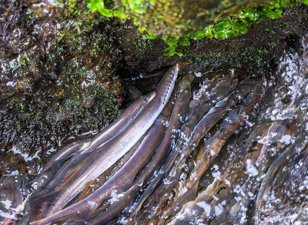 Limerick weir poses ‘significant risk’ to spawning fish amid poaching ...