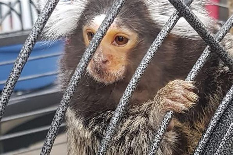 ‘Monkey Gang’ targeted in garda raids across Dublin | Irish Independent