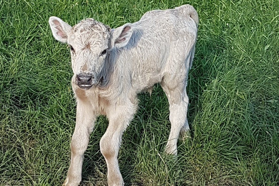 Pictures: Could this be Ireland's smallest calf? | Irish Independent