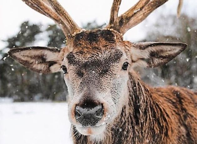 Reindeer were once common around Ireland | Irish Independent
