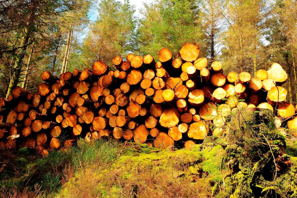 Forestry delivers unrivalled asset growth compared to the markets ...