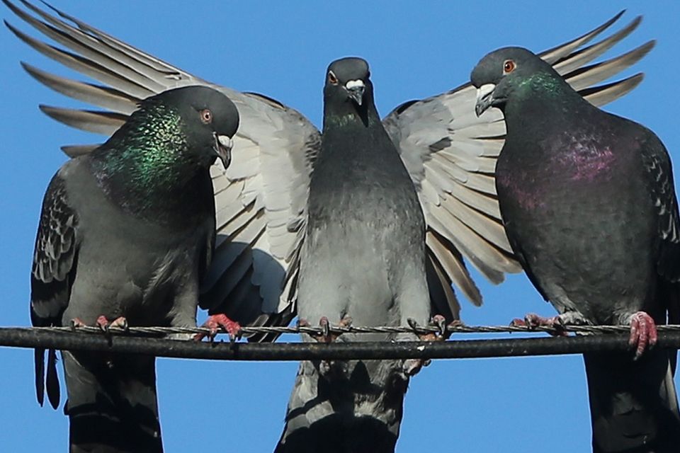 Homing in on the unsung talents of the pesky pigeon | Irish Independent