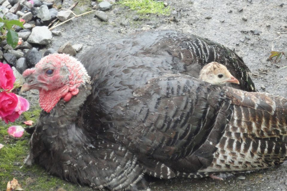 Plucking the turkey | Irish Independent