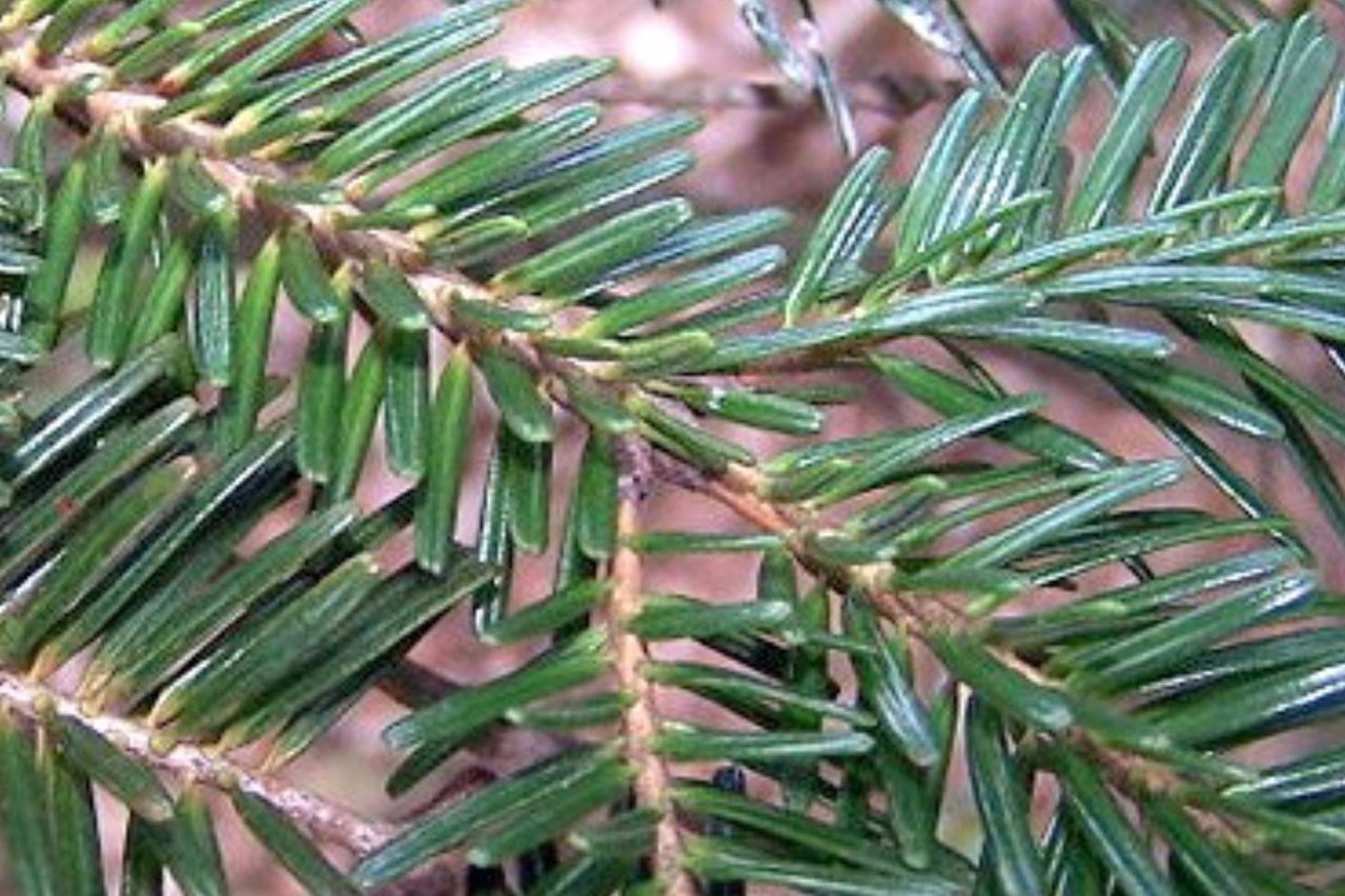 Fir trees the most sought after at Christmas time | Irish Independent