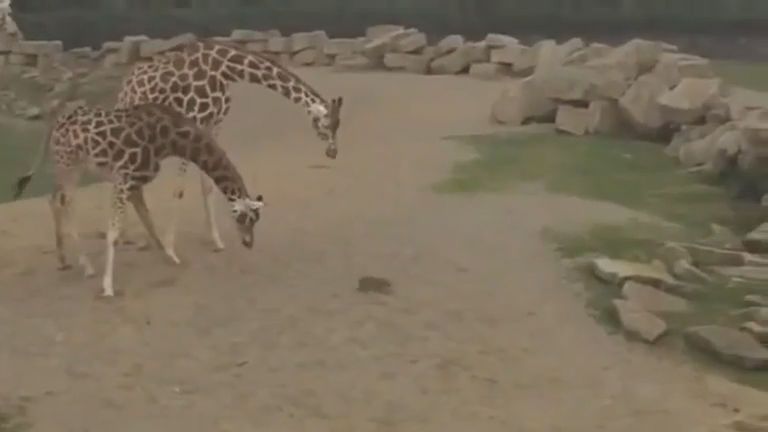 VIDEO: Giraffe befriends bunny in cute Dublin Zoo moment | Irish ...