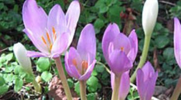 Now is the time to start planting spring flowering bulbs | Irish ...