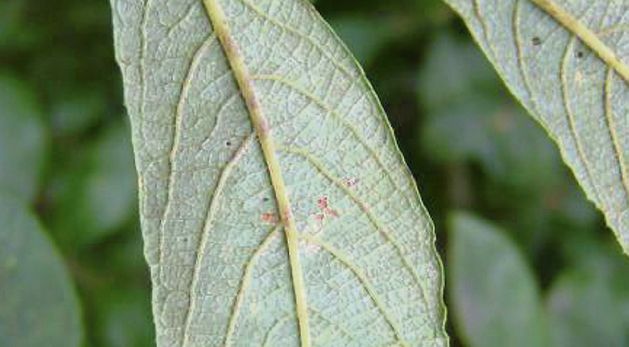 Rusty Willow common and widespread native plant | Irish Independent