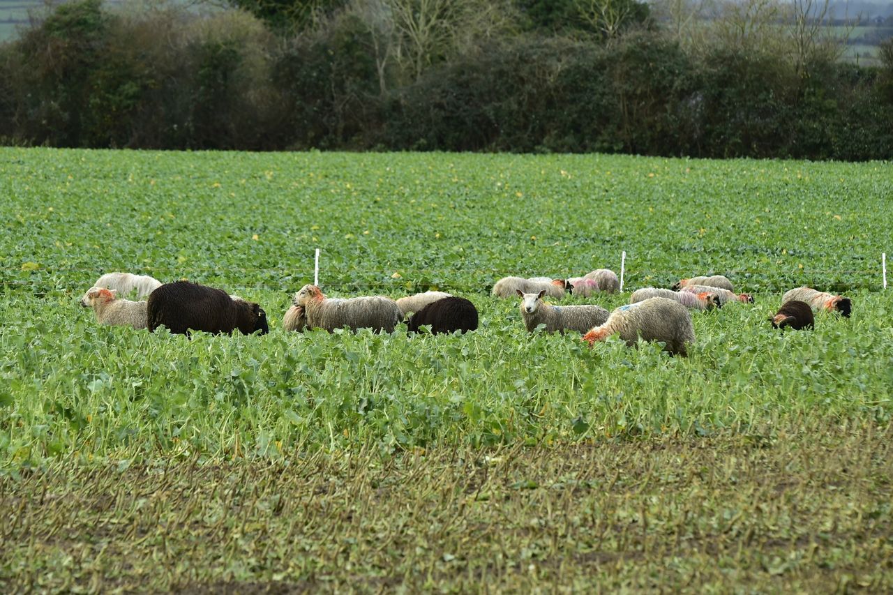PJ Phelan: Everything you need to know about cover/catch crops | Irish ...
