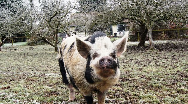 Wallowing pigs and swollen sows in summer | Irish Independent