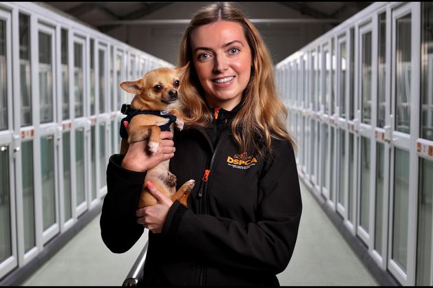 Dog kennel shortage: ‘Perfect storm’ results in serious space shortage ...
