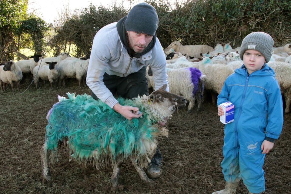 'The dogs returned and were like killing machines' - farmer on how his ...
