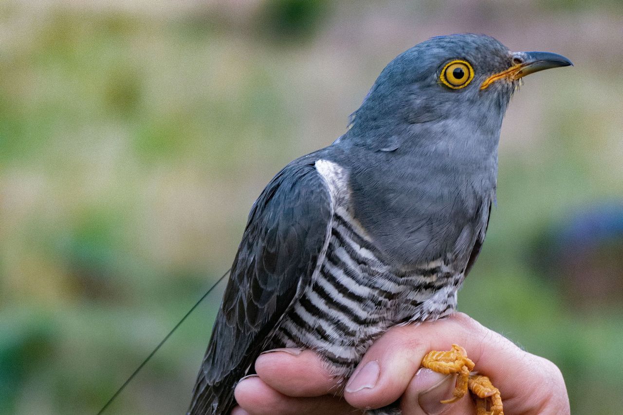 Cuckoo arrives back in Kerry for summer after 9,000km journey from his ...