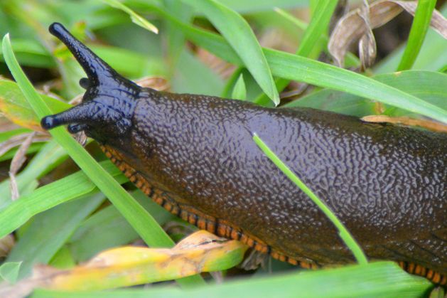 Tips for dealing with the increased risk from slugs and other pests ...