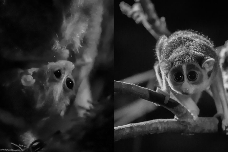 Tiny twin slender loris babies born at Newquay Zoo | Irish Independent