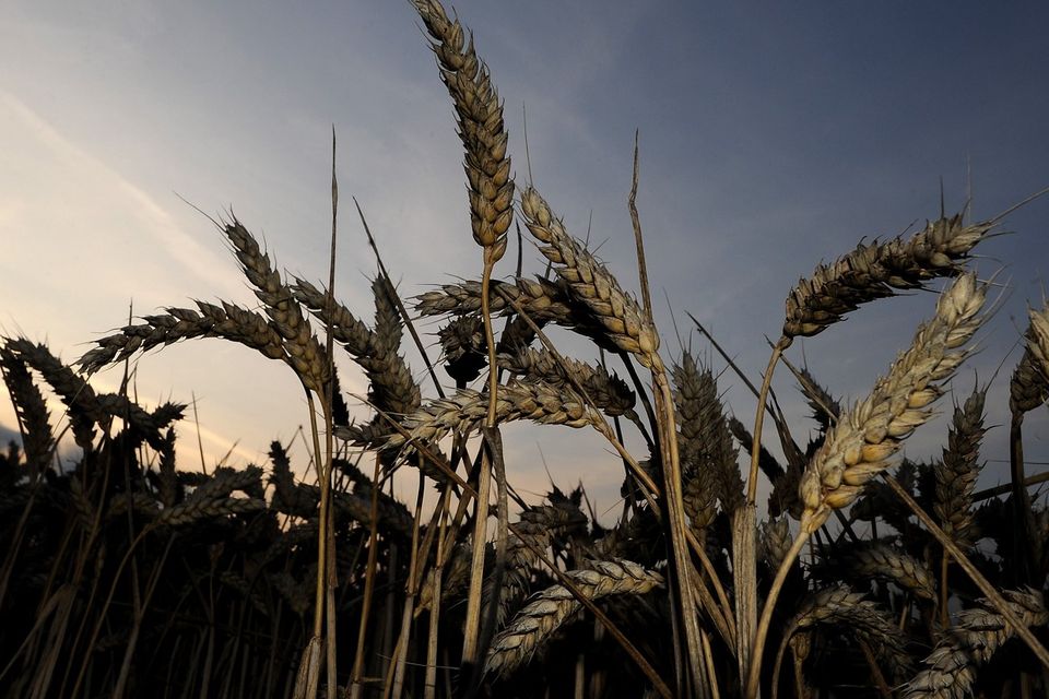 Seed variety development now depends on payment of royalties | Irish ...