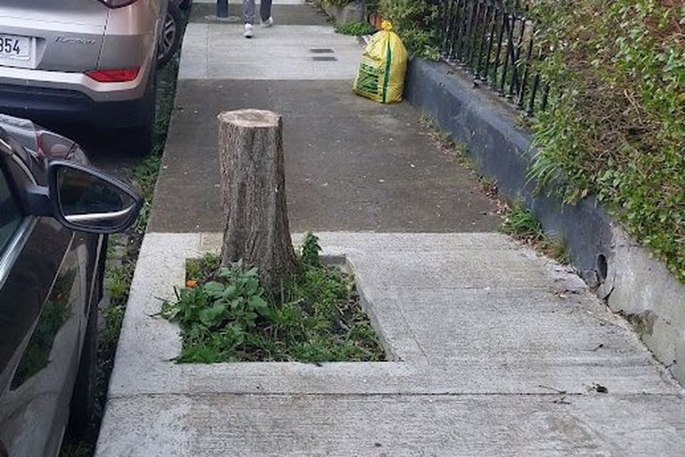Up to 50 trees chopped down in north inner city ‘yet to be replaced ...