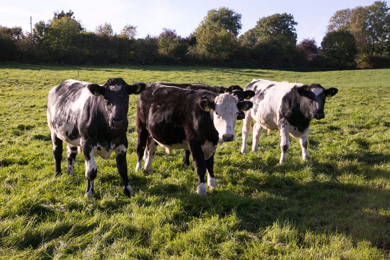 Why barley is the best performing feed for finishing dairy cattle ...