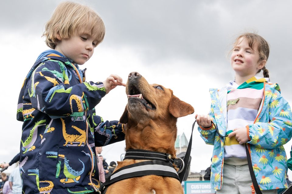 Iconic sniffer dog retires | Irish Independent