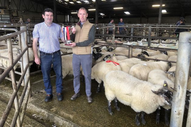 Wicklow’s finest sheep turn out for 57th annual Aughrim Breeders Show ...
