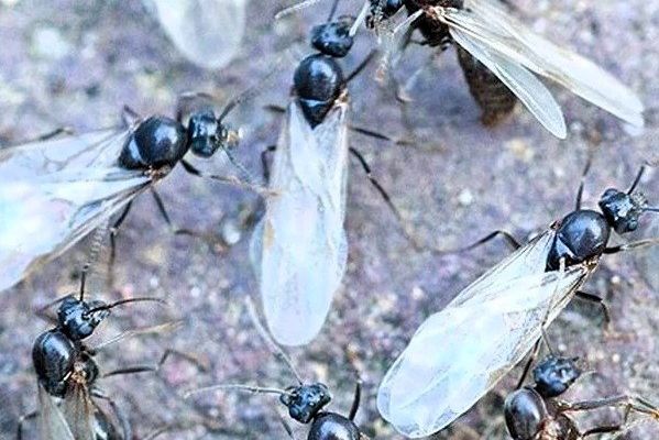 Nature Trail: Ants with wings only occur at this time of year | Irish ...