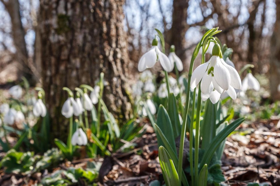 Diarmuid Gavin’s secrets to growing snazzy snowdrops | Irish Independent