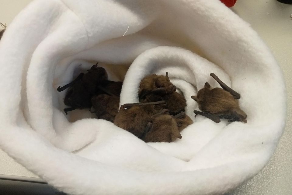 A wing and a prayer: Baby bats found in bank reunited with mothers ...