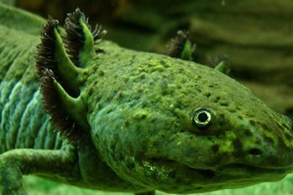 Rare salamanders hatch at aquarium | Irish Independent