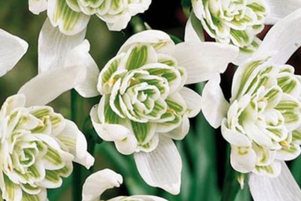 Snowdrops and Spring | Irish Independent