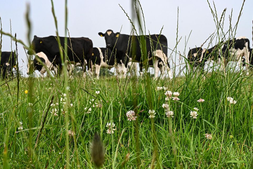 John Heney: Farmers are lost in a dark fog of confusion and double ...