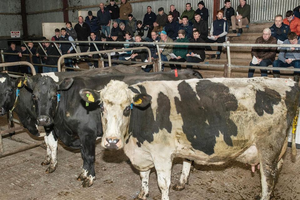 Heavy rain fails to dampen trade as lighter stock rises by 8-10c/kg ...