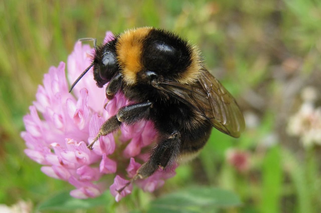 Bumble bees face extinction in Europe within a generation, warns new ...