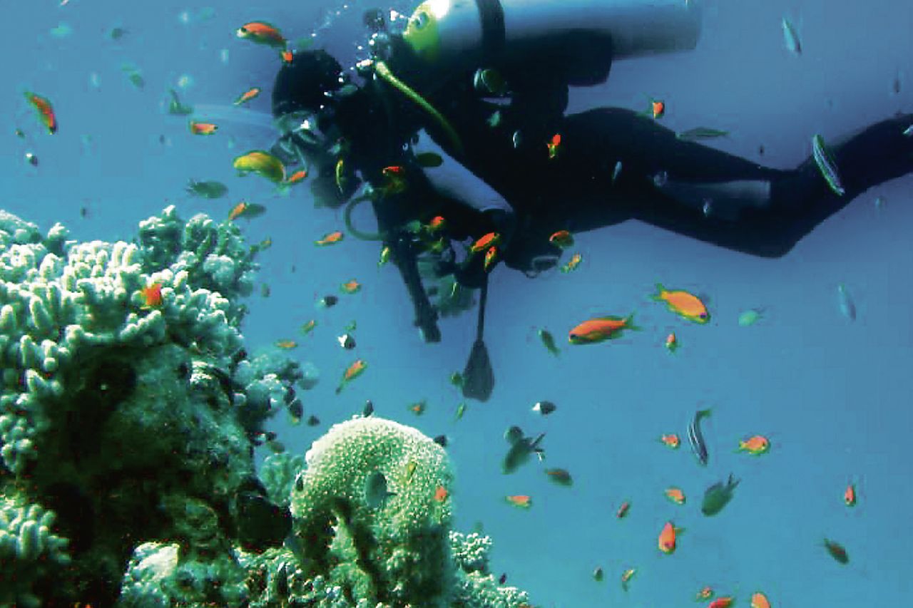 Underwater odyssey in the Red Sea | Irish Independent