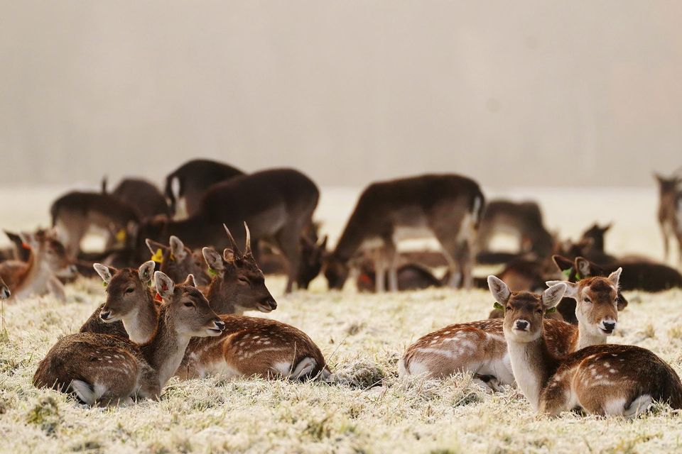 Ireland weather: Met Eireann forecast freezing fog and icy stretches ...