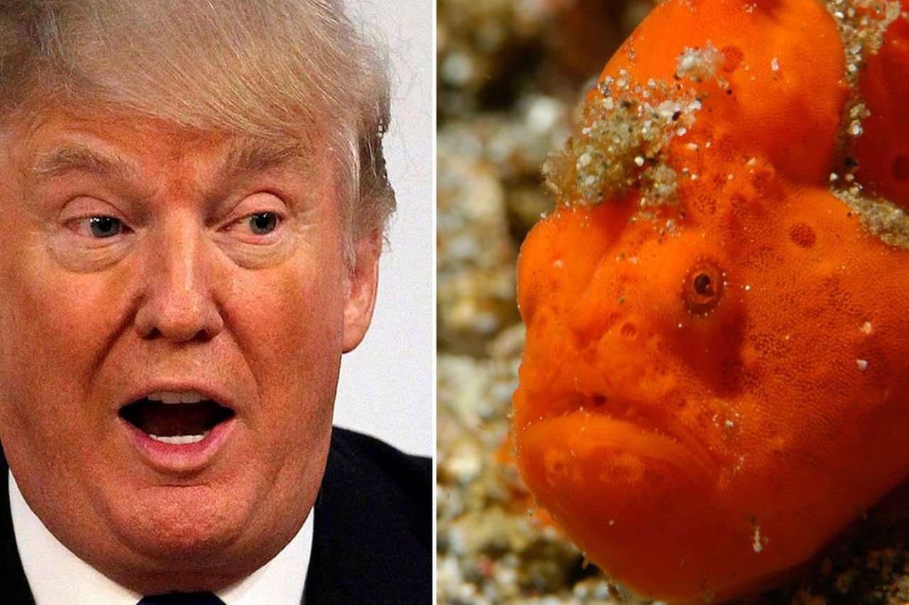 Spot the Donald Trump lookalike as frogfish inaugurated at sea life ...
