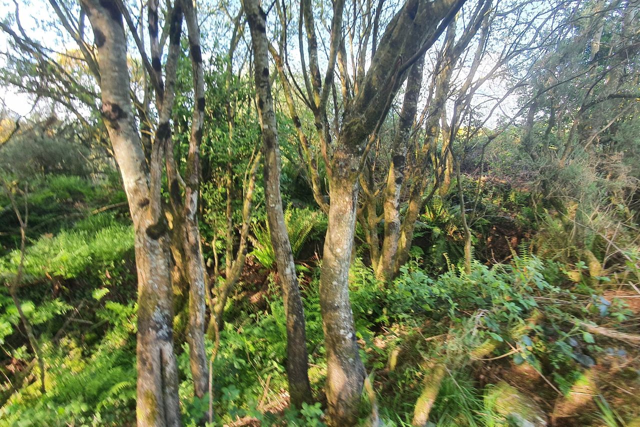 Donoughmore woodland an example of how native trees can benefit Cork ...