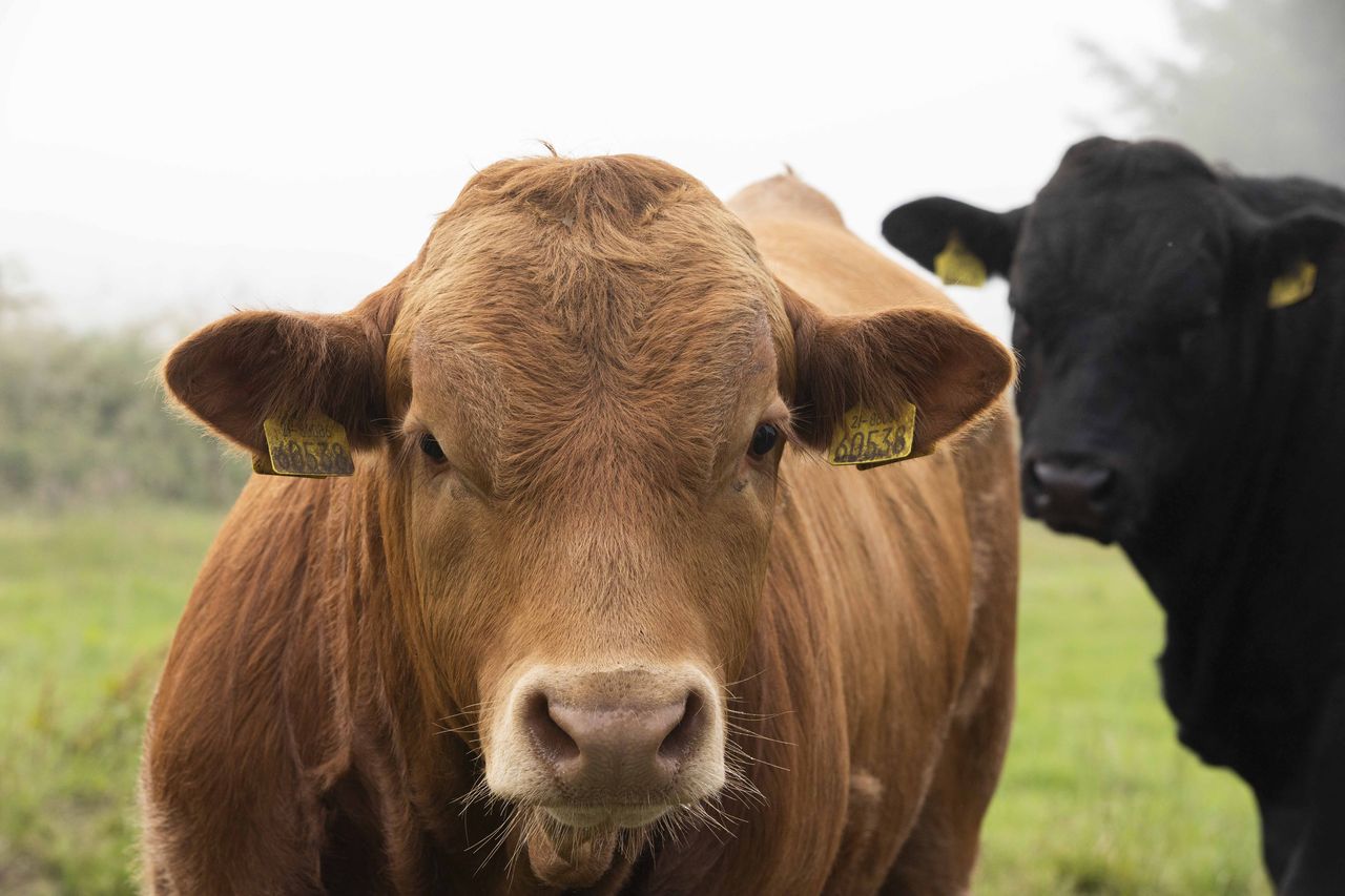 ‘More stable cattle supply scenario’ forecast with kill expected to ...
