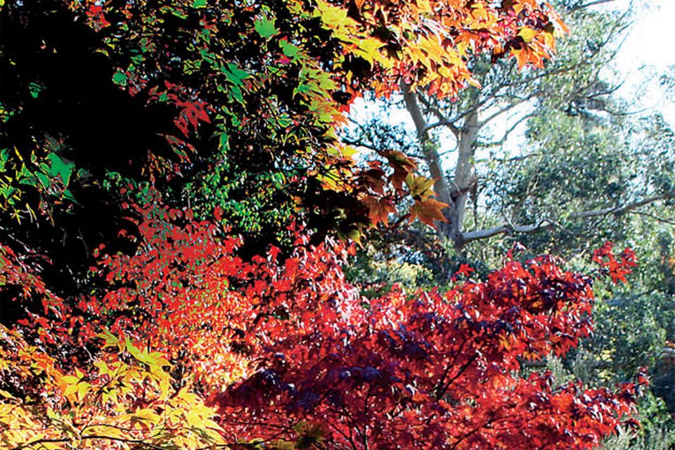 Autumn foliage can perfect any picture | Irish Independent