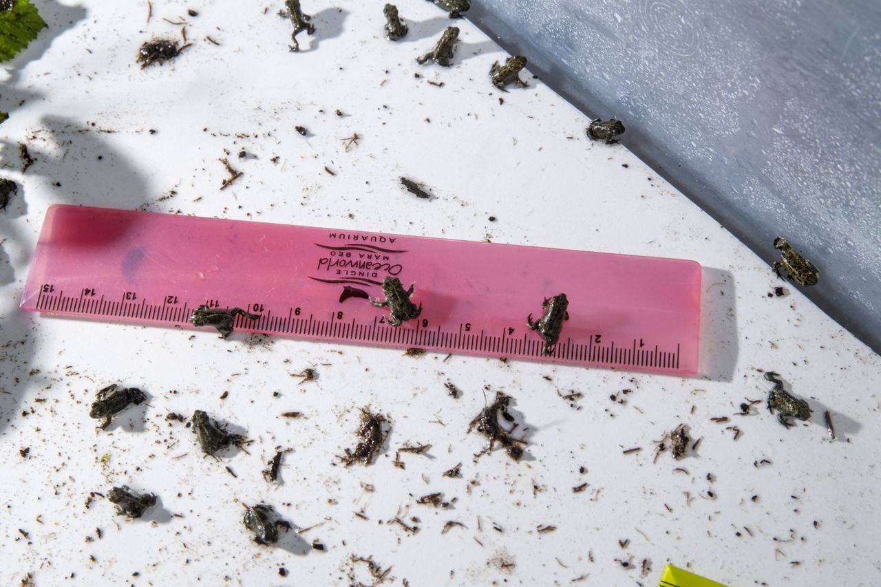 Saving native toad from extinction | Irish Independent