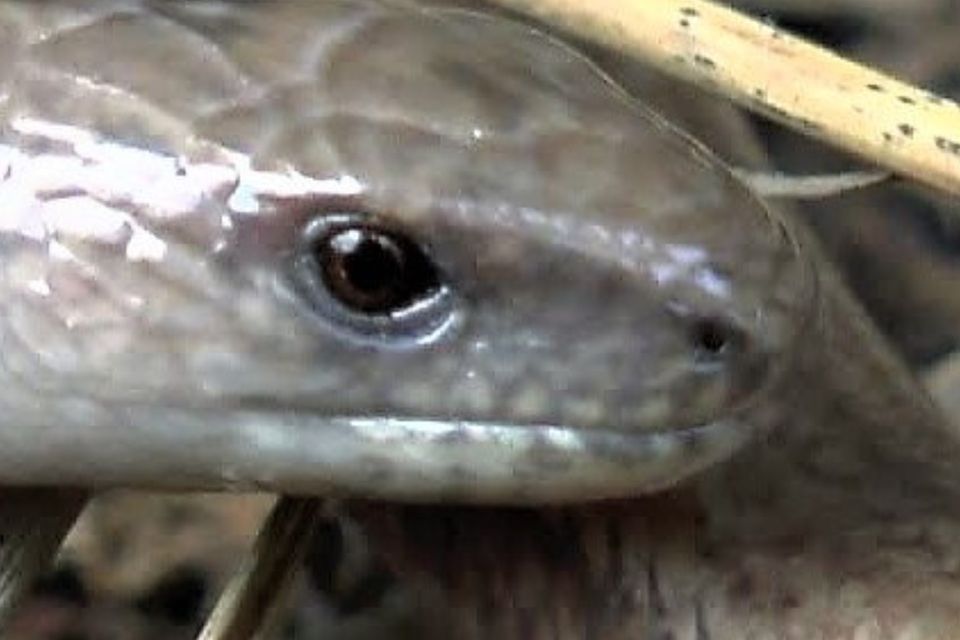 No snakes, but Ireland does have other reptiles | Irish Independent