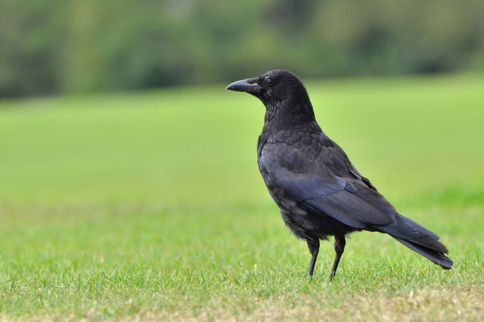 'They're scaring calves and stealing their nuts' - crow 'epidemic ...
