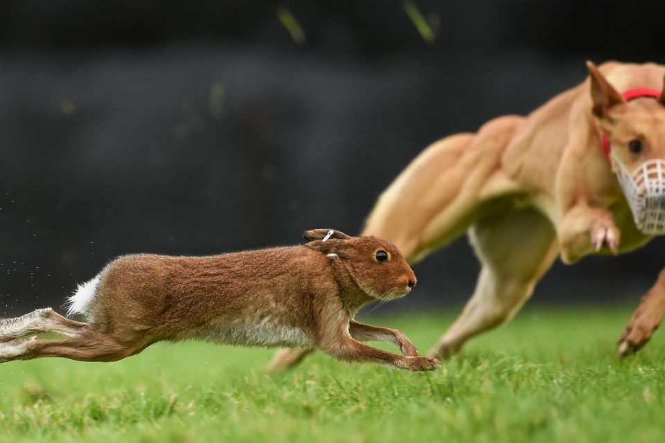 Dublin councillors call for ‘barbaric’ hare coursing sport to be banned ...