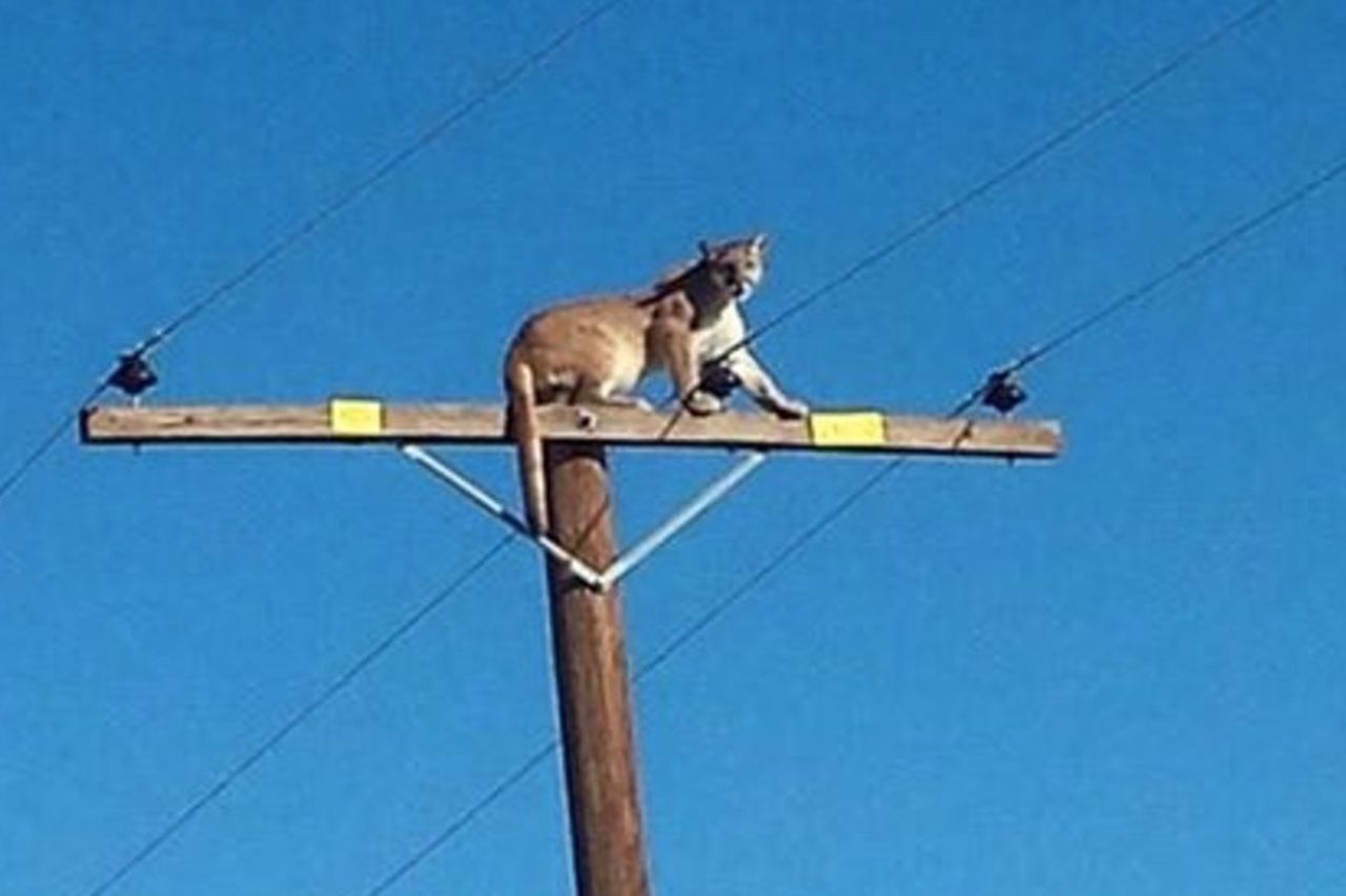 The Lion King - Clever cougar scales pole to enjoy panoramic view of ...